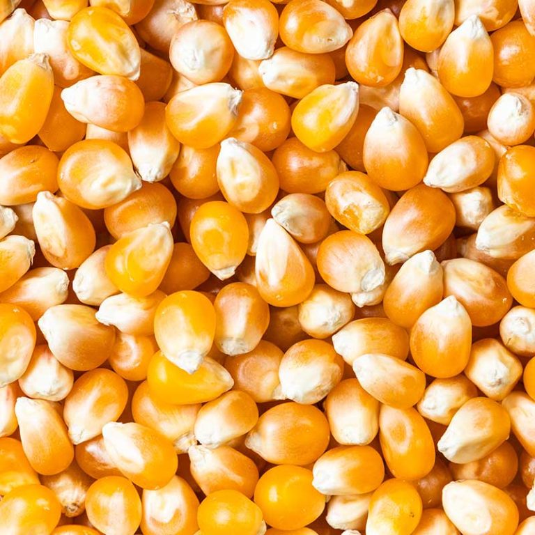Maize farmer sees the light after biotech trials - AgriInsite