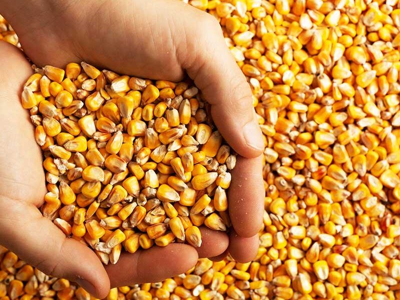 USDA: Corn Use For Fuel Ethanol Production At 492 Million Tons In ...