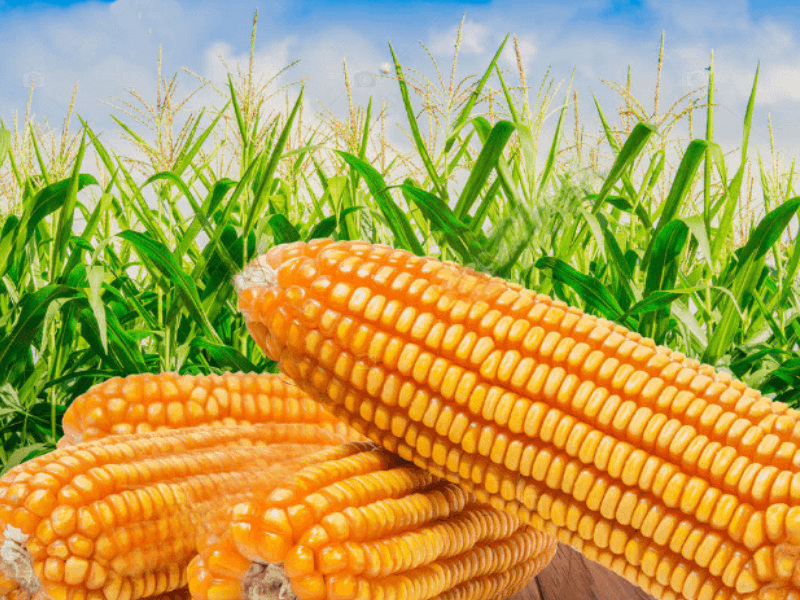 Maize and Mayan Science: Agricultural Genius to Celebrate This Cinco de ...