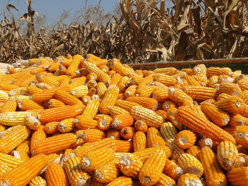 Boosting Corn Yields : DA-6 rolls out fertilization strategy training ...
