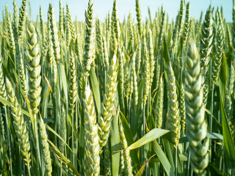 Punjab's AAP govt hires consultant to shift from paddy-wheat cycle ...