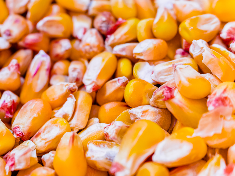 Gram Unnati partners with Bayer to promote spring maize in Uttar ...
