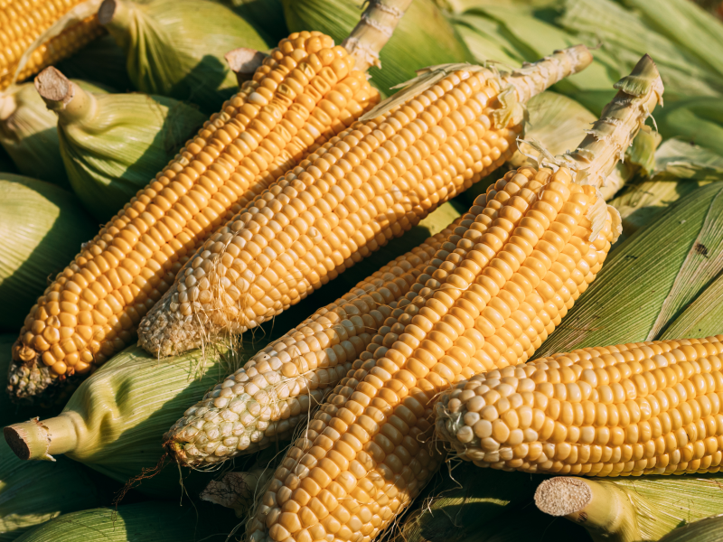 Friday Gains Follow a Rough Month for Corn Bulls - AgriInsite