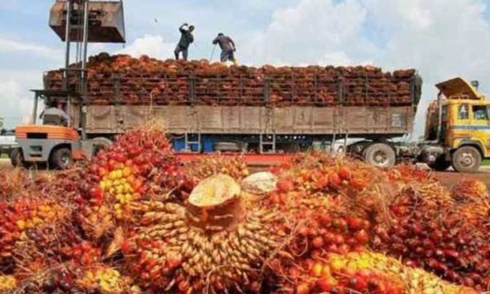 6 harmful ingredients found in fake edible oil - AgriInsite