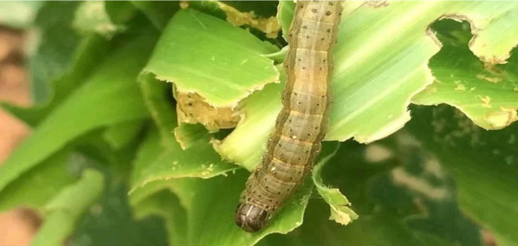 Maize Army Worm : American Army Worm on Maize in Nashik - AgriInsite