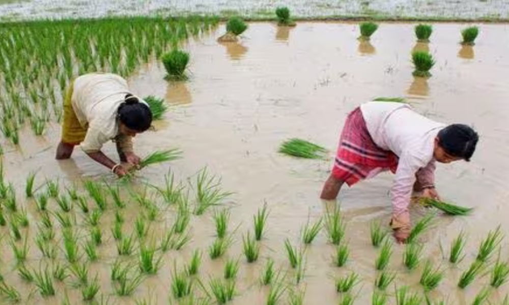 Startup promises to fix rice farming’s methane problem - AgriInsite