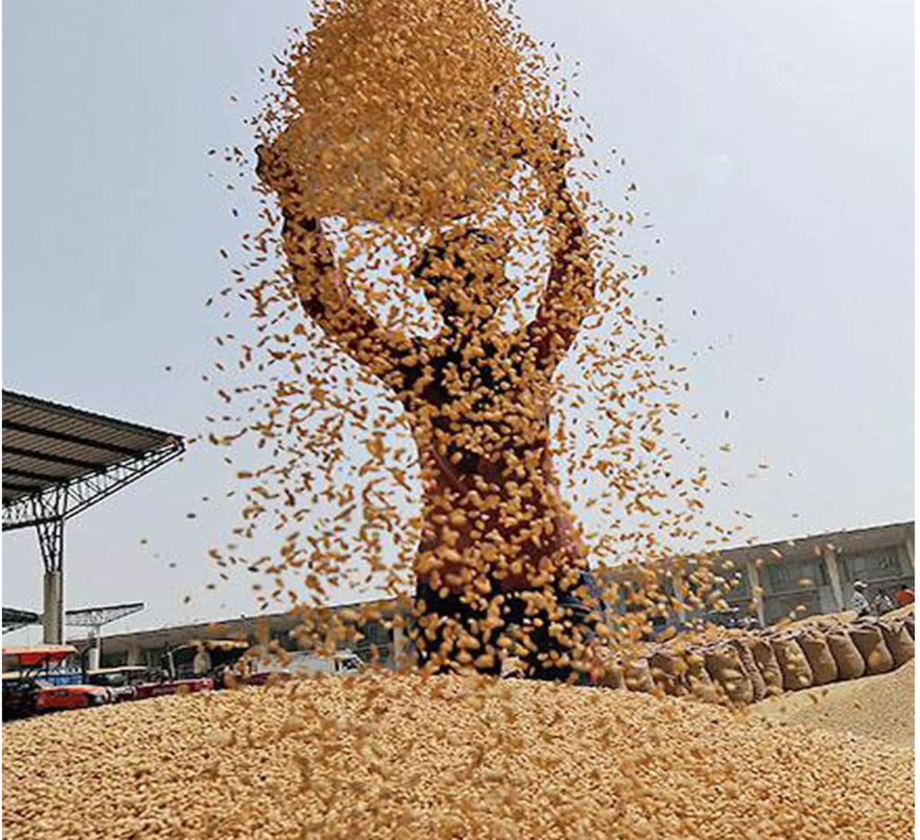 India’s zero duty wheat imports move may come with riders - AgriInsite