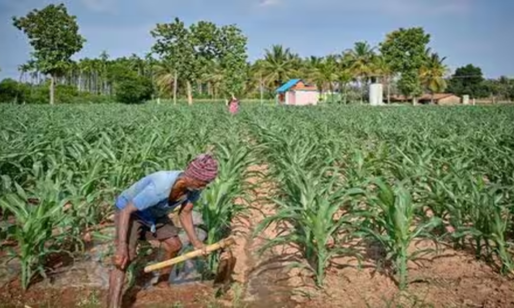 Bihar promotes maize cultivation in paddy-growing districts due to ...