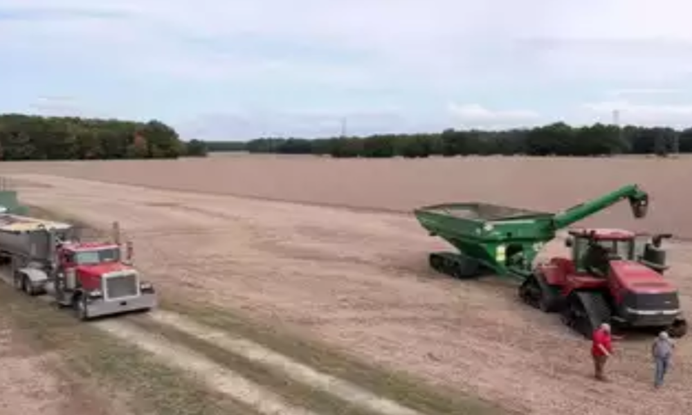 Heat, drought spur early corn harvest in US corn belt - AgriInsite