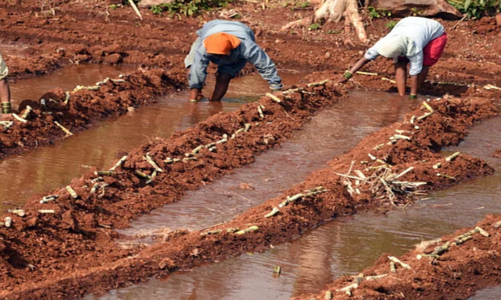 Sugarcane Cultivation: Sugarcane cultivation on one lakh 63 thousand ...