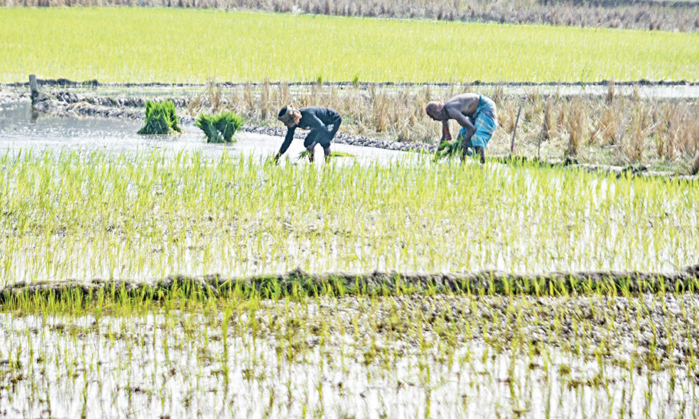 Govt study predicts significant decline in yields of rice, wheat and ...