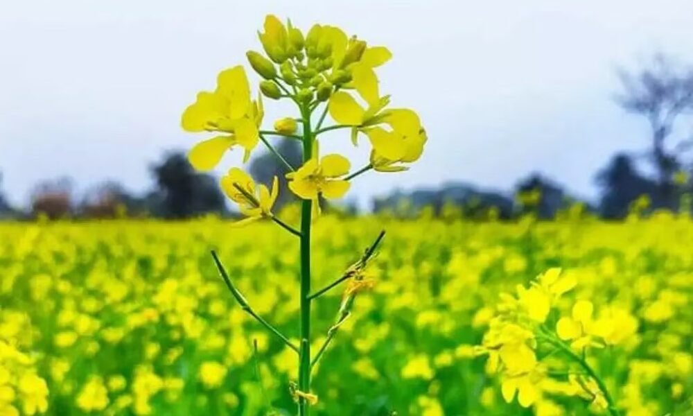 USDA raises global rapeseed production forecast - AgriInsite