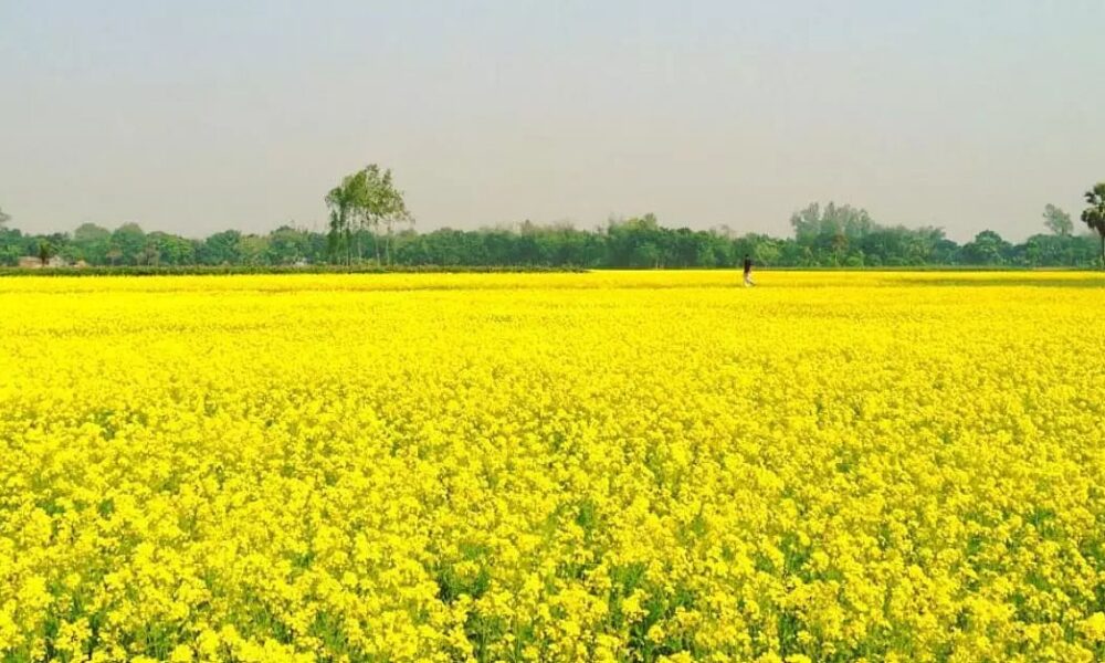 Rapeseed cultivation in India increased by 4.5% to reach 8 million ...