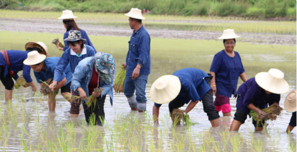 Feature: Cooperation with China boosts rice harvest in Cote d'Ivoire ...