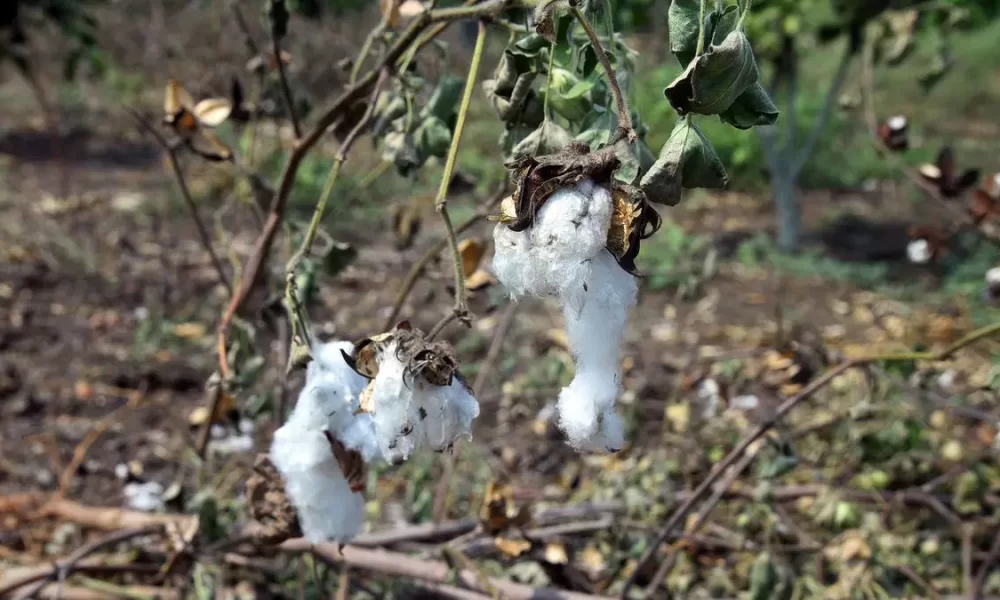 Cotton farmers in North may shift to paddy, maize, guar - AgriInsite