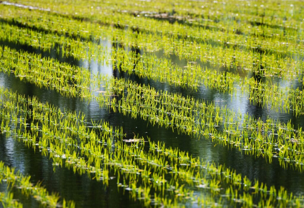 Climate change threatens rice harvest quality: Study - AgriInsite