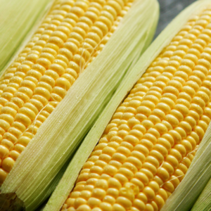 Record Brazilian corn harvest could intensify global market competition ...