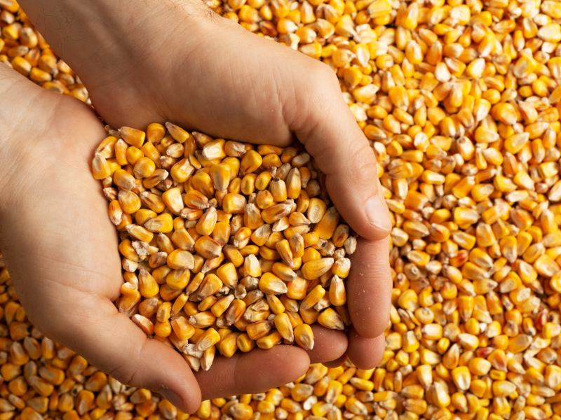 Farmers urged to adopt new seed varieties - AgriInsite