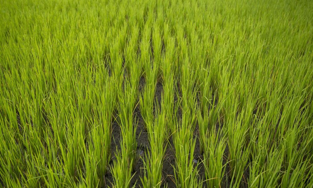 Hyderabad-based IIRR develops three high-yielding, all climatic ...