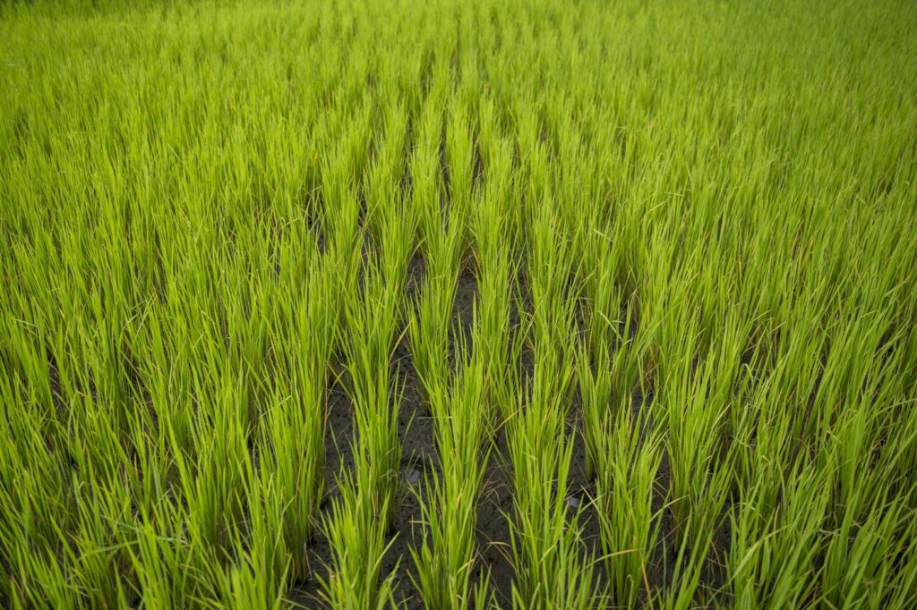 Hyderabad-based IIRR develops three high-yielding, all climatic ...