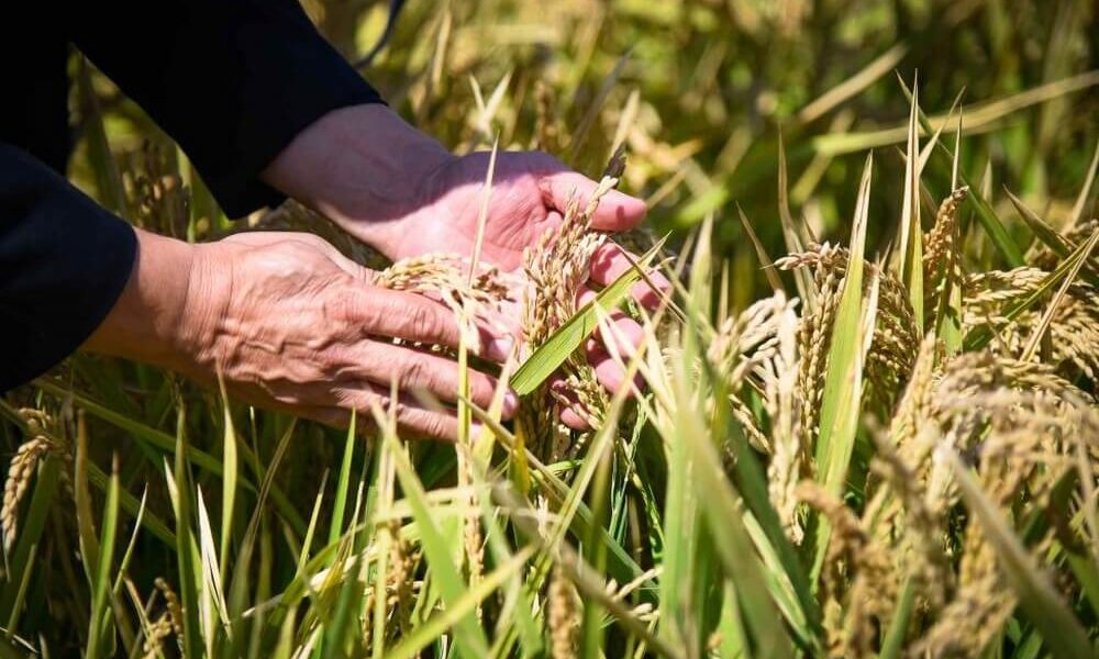 Traditional Goan rice varieties have vanished, says Claude Alvares ...
