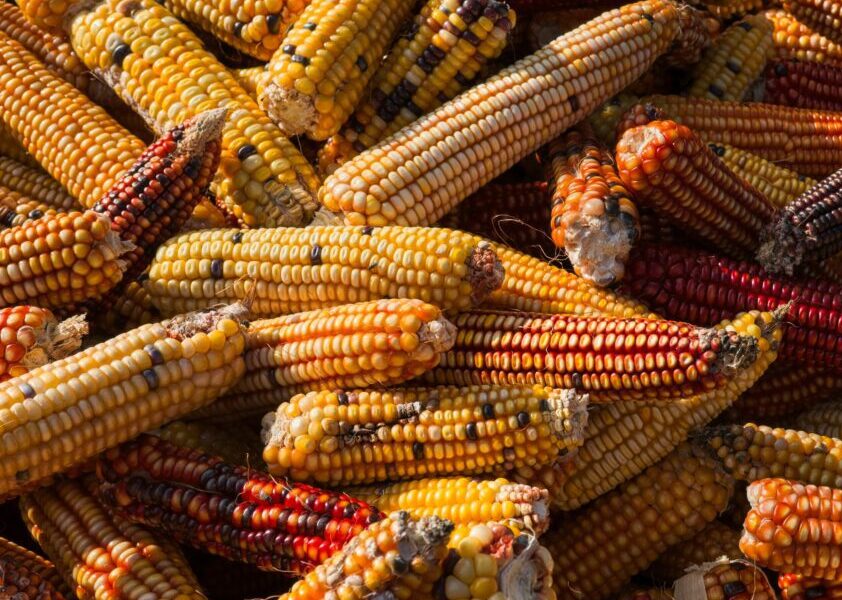 GMOs return to haunt Zimbabwe - AgriInsite