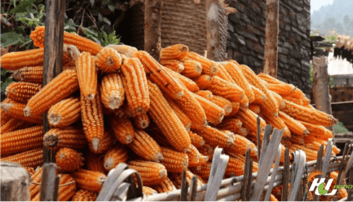 FG develops four maize variants to boost yields, food sufficiency ...