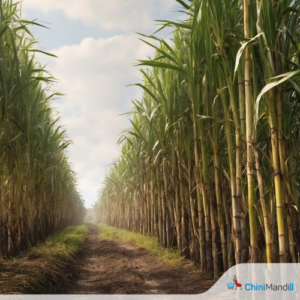 Bihar: Sugar mill starts campaign to help farmers grow more sugarcane ...
