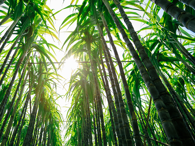 ‘Natural Sugar’ to launch AI-based sugarcane farming project - AgriInsite