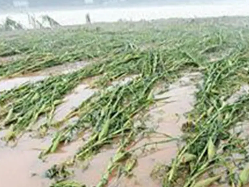 Pakistan : Flash floods destroy 60% of rice, 30% of sugarcane crops in ...