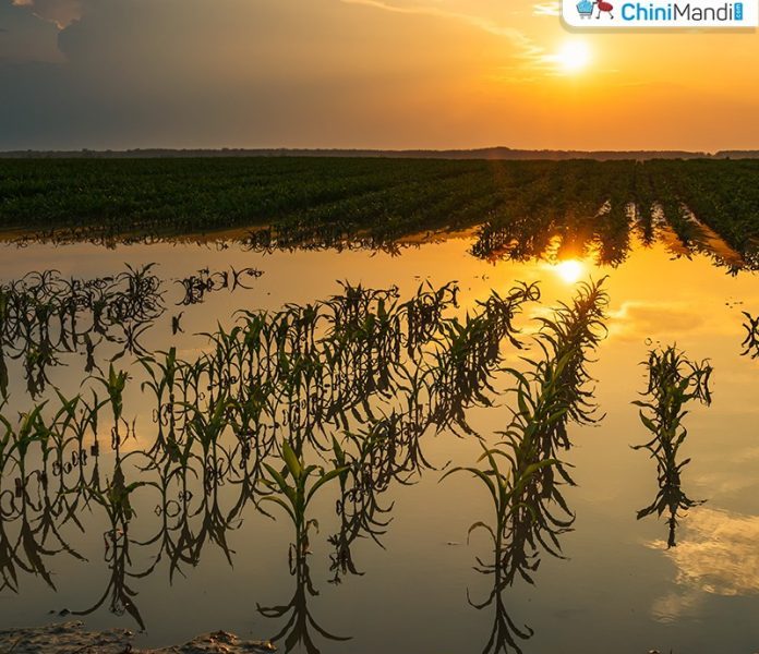 Floods destroy crops, spark rice shortage fears in Pakistan - AgriInsite