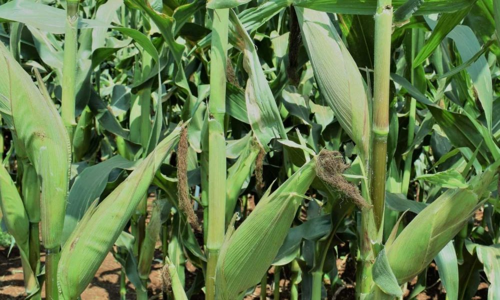 Maize crops in Talavadi hills region dry up sans rains, farmers face ...