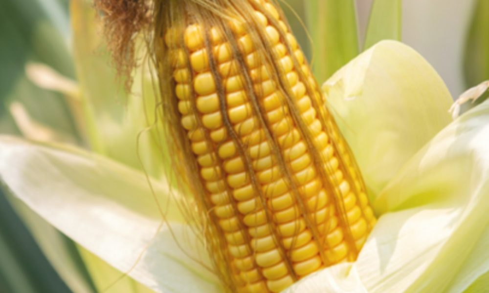 South Korea’s buys up to 70,000 tons of corn - AgriInsite
