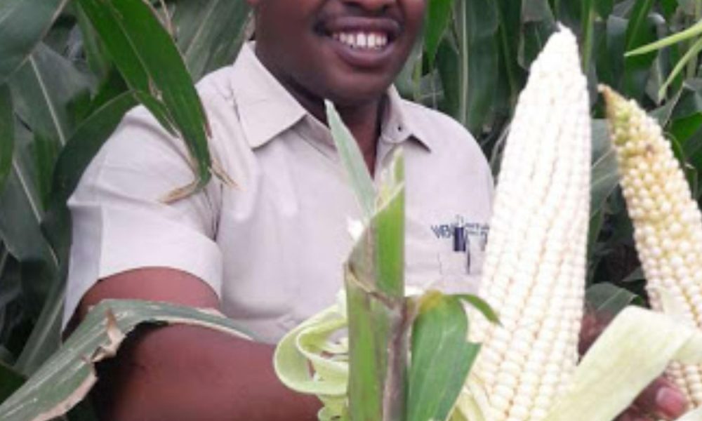Mexico to Reach White Corn Self-Sufficiency in 2025 - AgriInsite