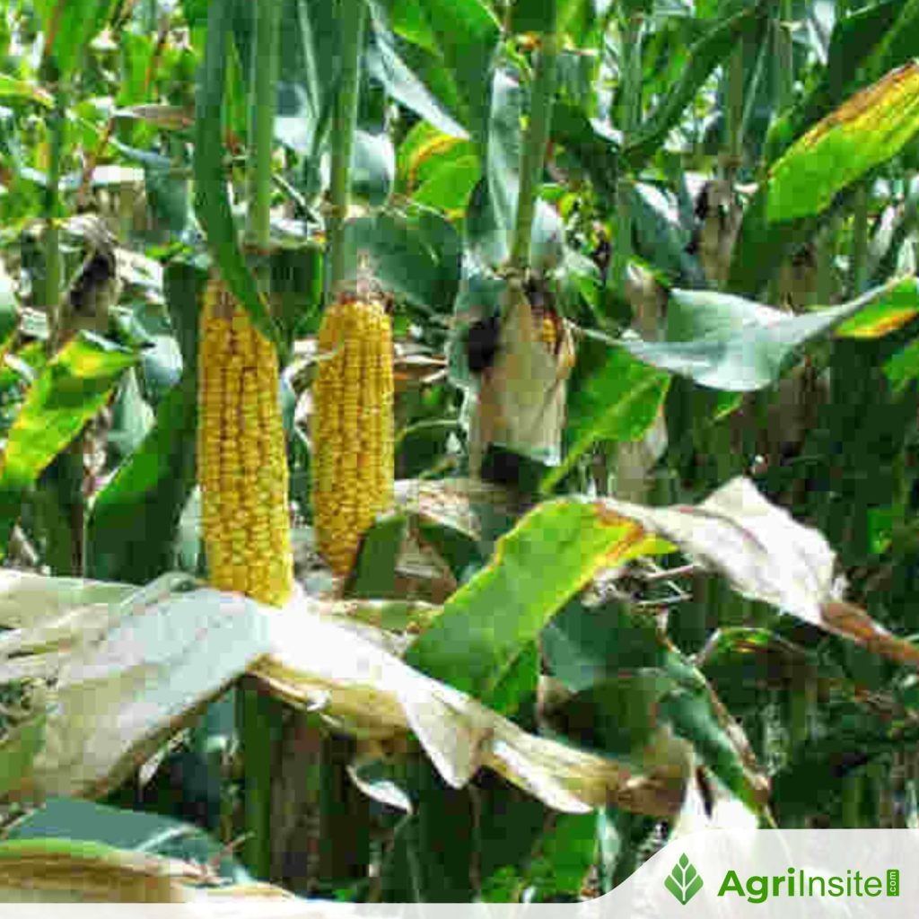 Delayed deliveries support corn prices in Ukrainian ports - AgriInsite