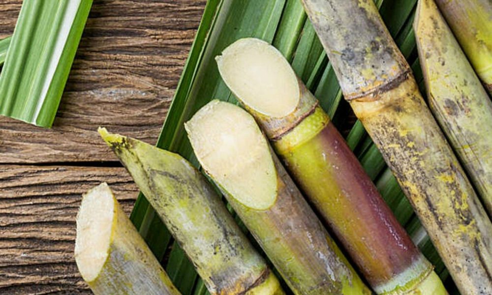 Database of sugarcane cutters: Kolhapur Collector - AgriInsite