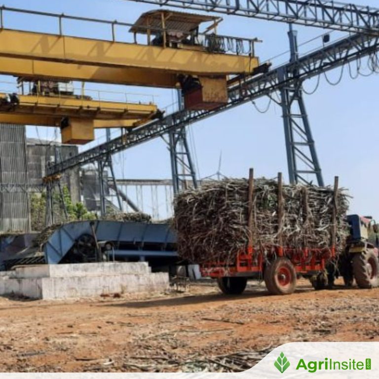 Brazil: Raizen reports sugarcane crushing of 32.9 million tonnes in ...