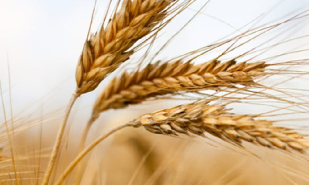 French millers face long grind as rain-hit wheat harvest comes in ...