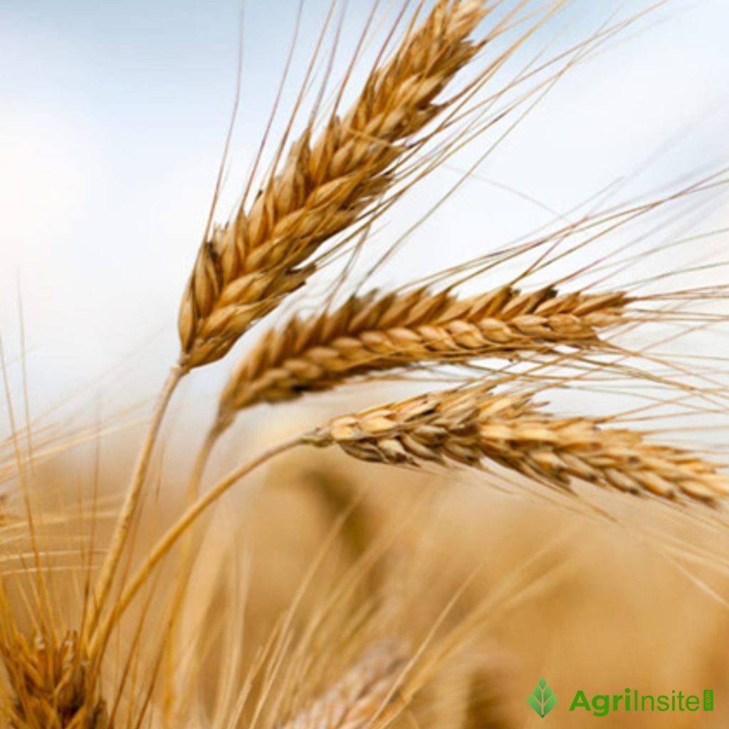 Argentina’s wheat planting advances at fastest pace in five years ...