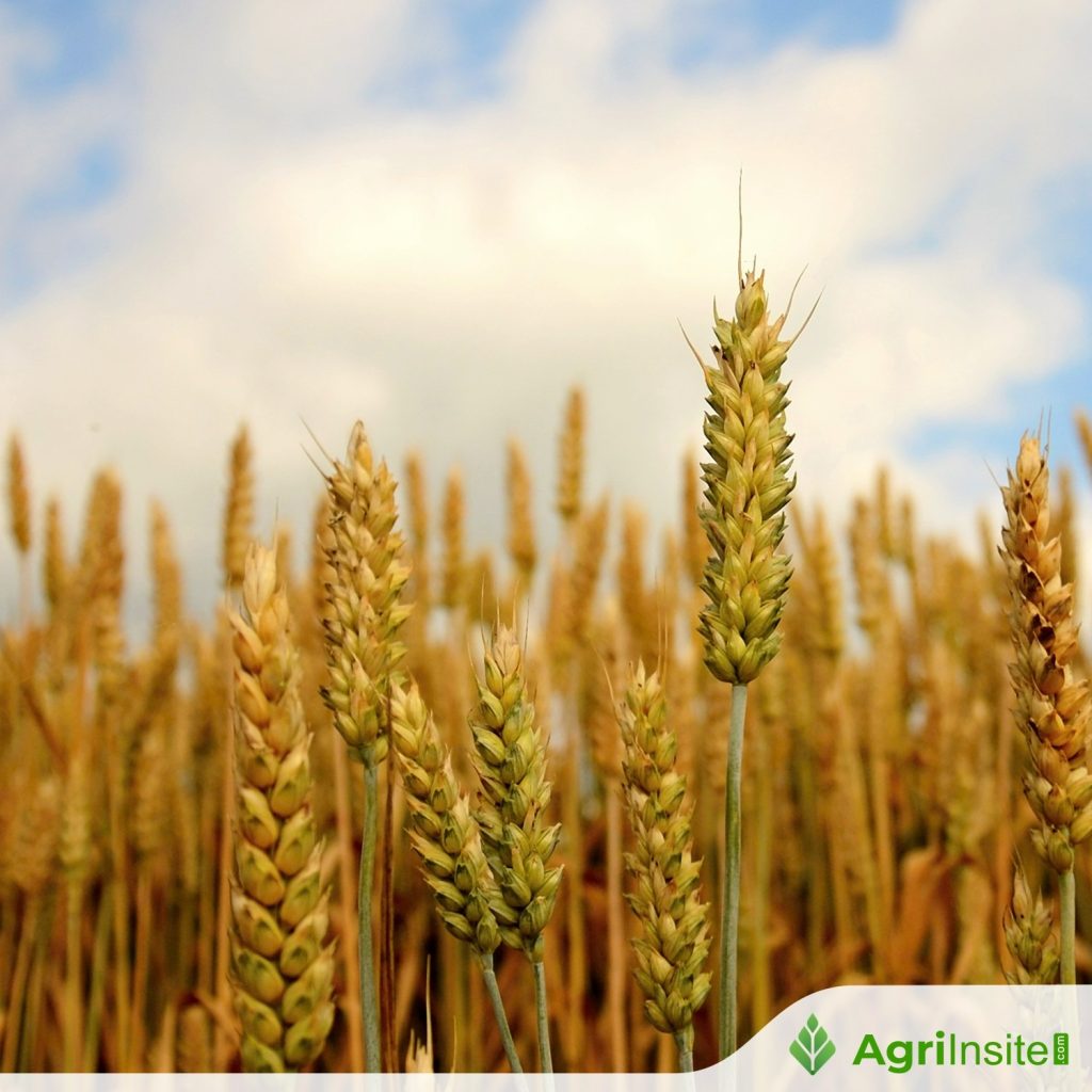 Wheat sowing till Nov 11 of current rabi season up 17 pc to 66.23 lakh ...