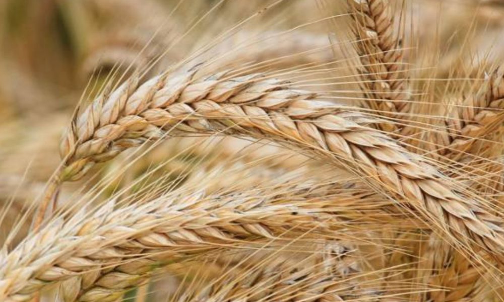 Wheat Closes Mixed on Monday - AgriInsite