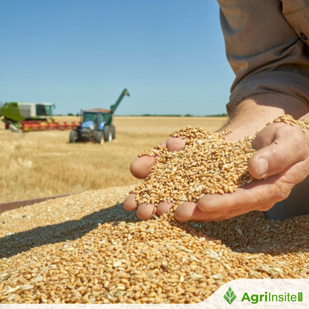 Russian wheat export prices fall in line with global prices - AgriInsite