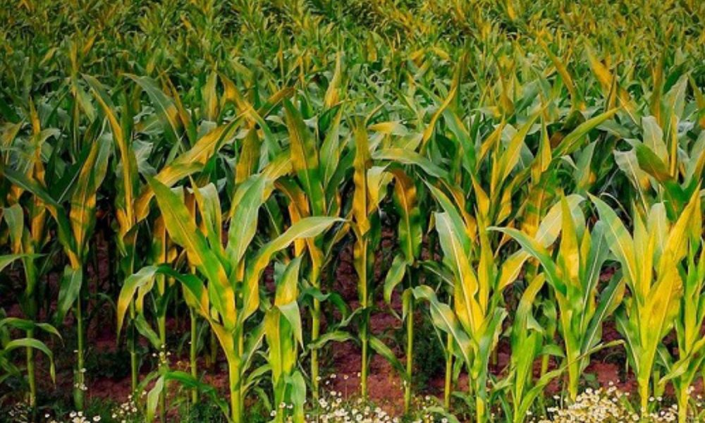 Corn Close on a Mixed Note - AgriInsite