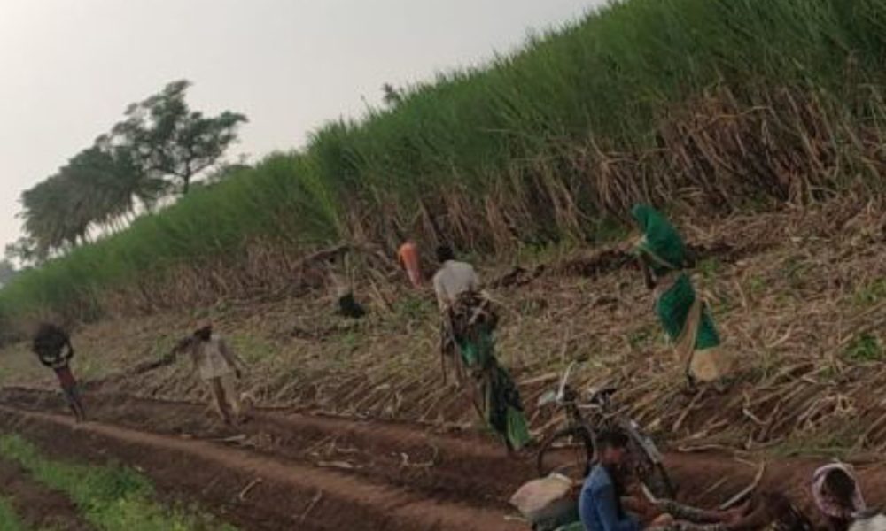 Sugar stocks under pressure as cane acreage stays flat; government ...