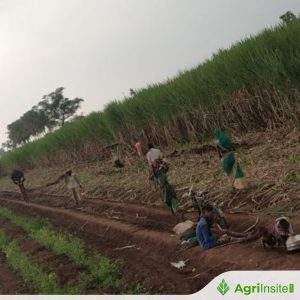 Sugar stocks under pressure as cane acreage stays flat; government ...