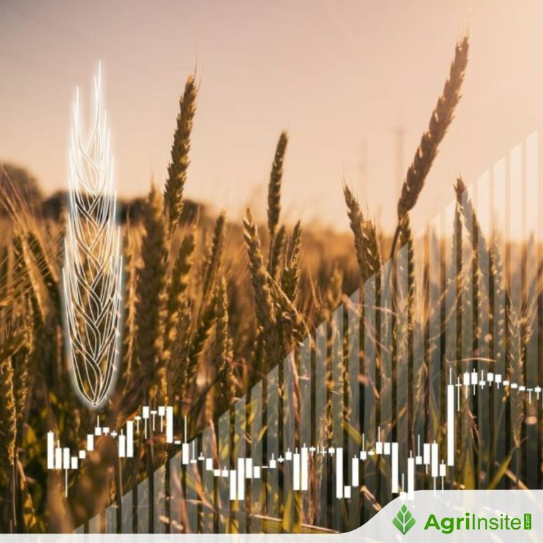 European Union raises 2025-26 soft wheat crop forecast to 128.2 mn ...