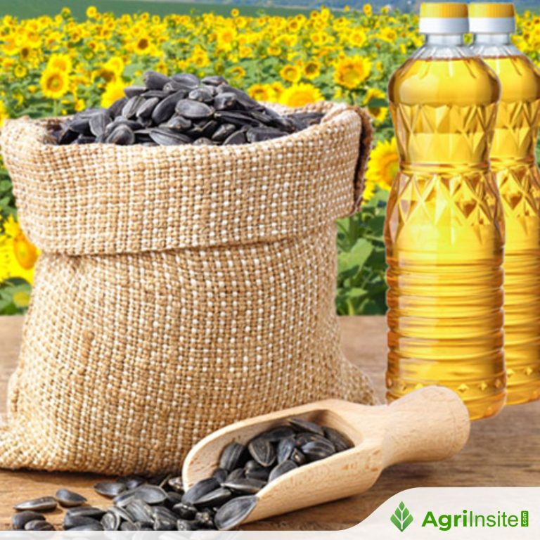 India’s rapeseed acreage is set to reach a record high thanks to ...