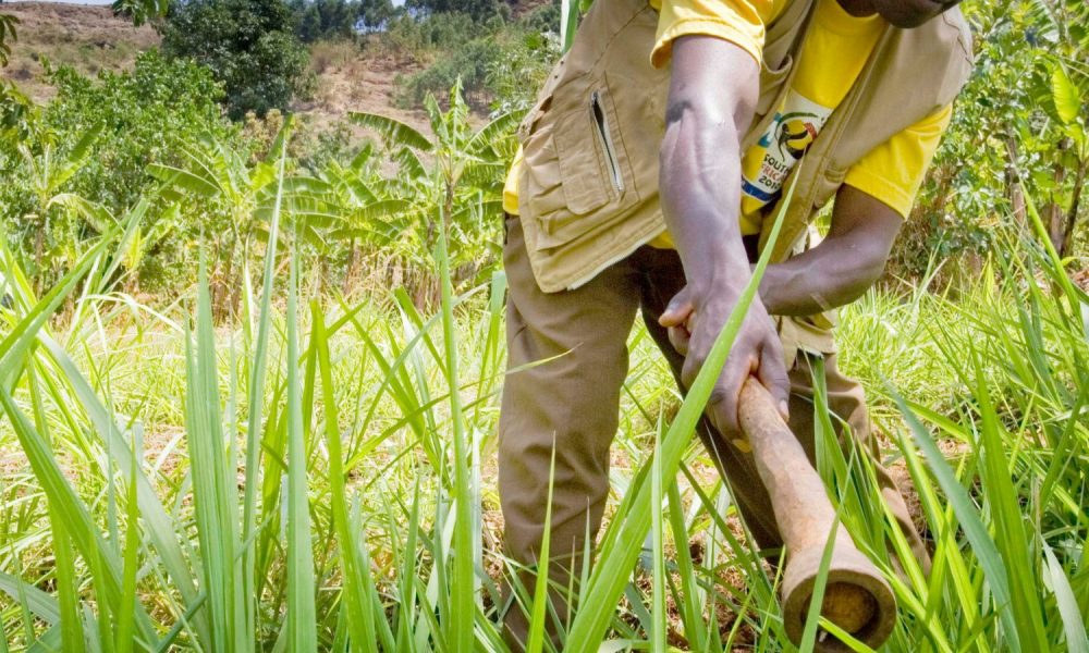 Kenya : Saboti Farmers at mercy of middlemen after state fails to ...