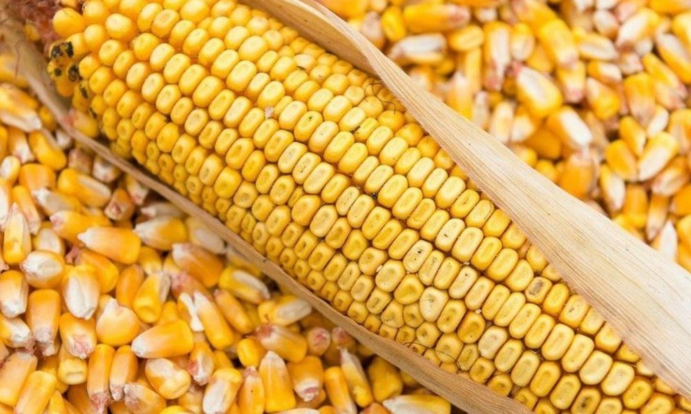 Pakistan : Farmers in Charsadda provided substandard corn seeds ...