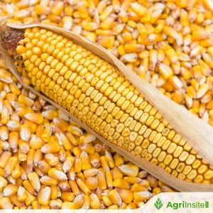 Chinese buyers eye long-term Myanmar maize imports under B2B ...